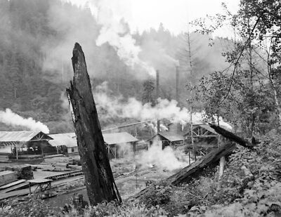 1936 Sawmill near Mapleton, Oregon Vintage Old Photo 8.5" x 11" Reprint ...