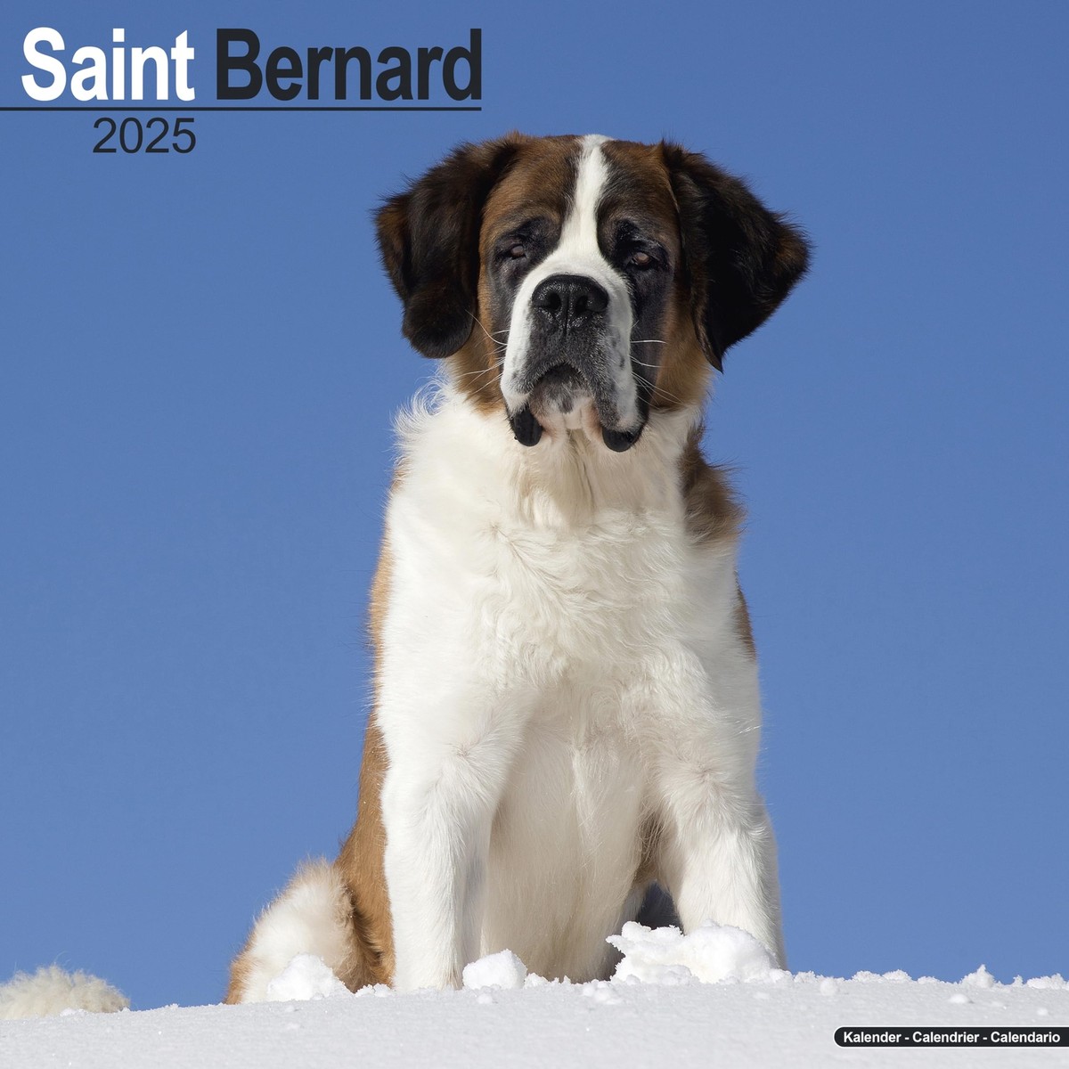 Giant St Bernard
