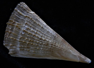 seashell Pinna muricata 110 mm F+ | eBay