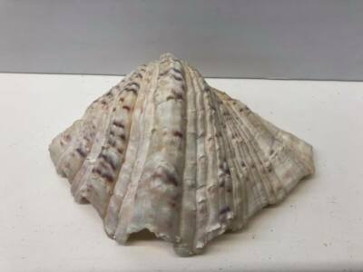 Large Broad-Ribbed Cardita Sea Shell 7 1/2" x 5 1/2" x 3 3/4" | eBay