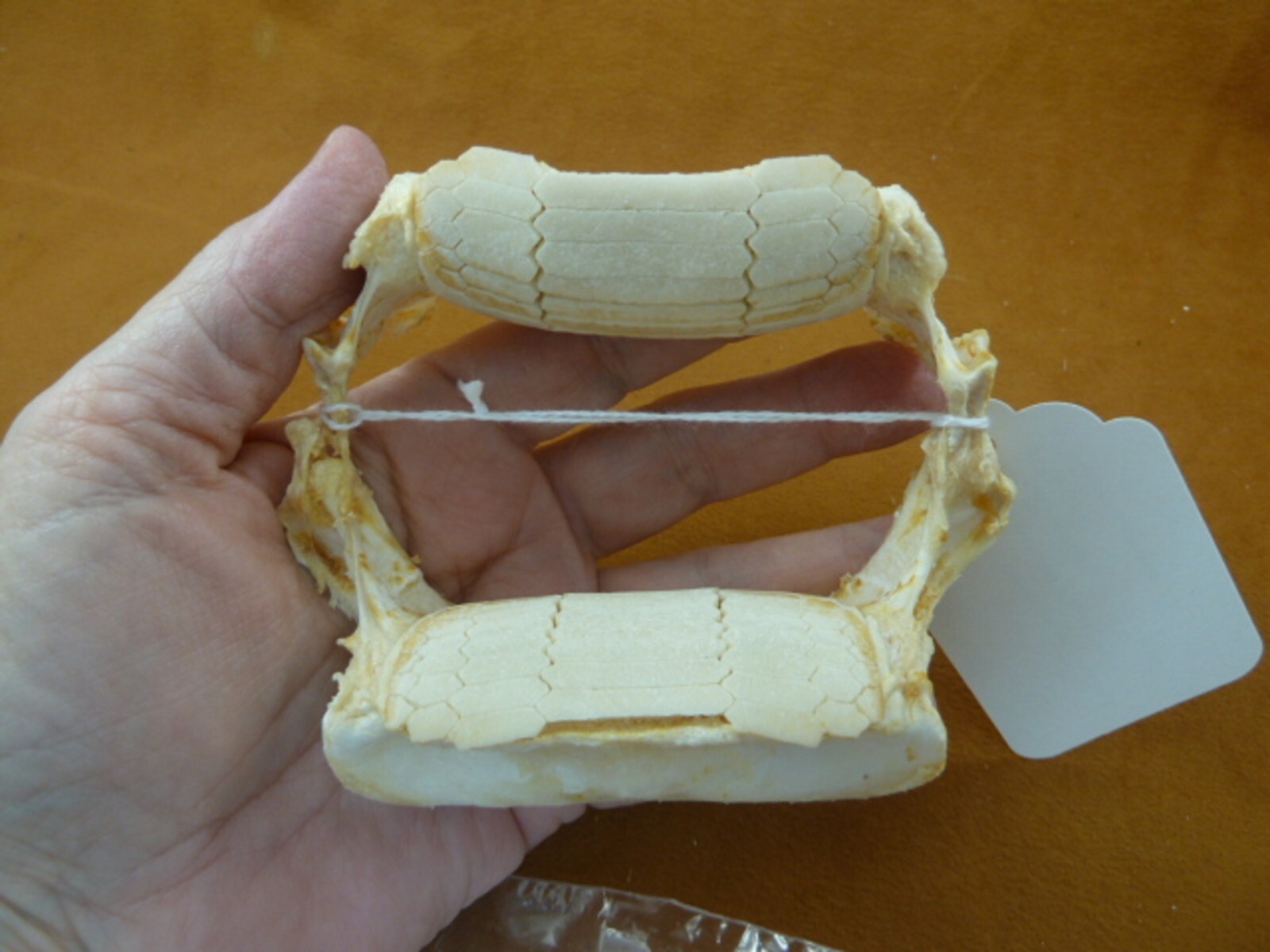 (sj65-1) 4-1/4" Cownose Ray stingray Rhinoptera bonasus jaw I love jaws ...