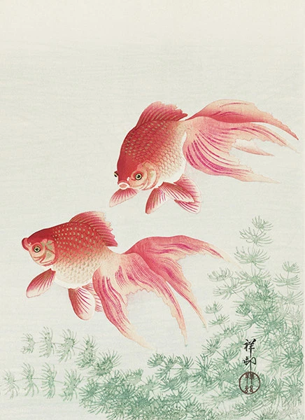 Japanese Goldfish Drawing