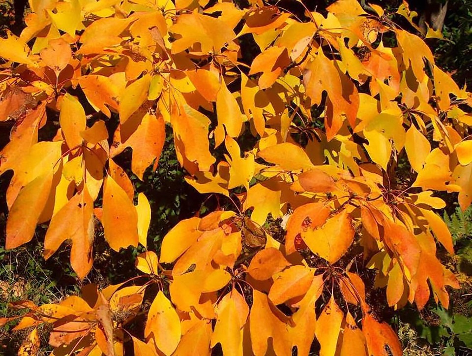 Fragrant Sassafras, Sassafras albidum, Tree Seeds (Hardy, Showy Fall ...