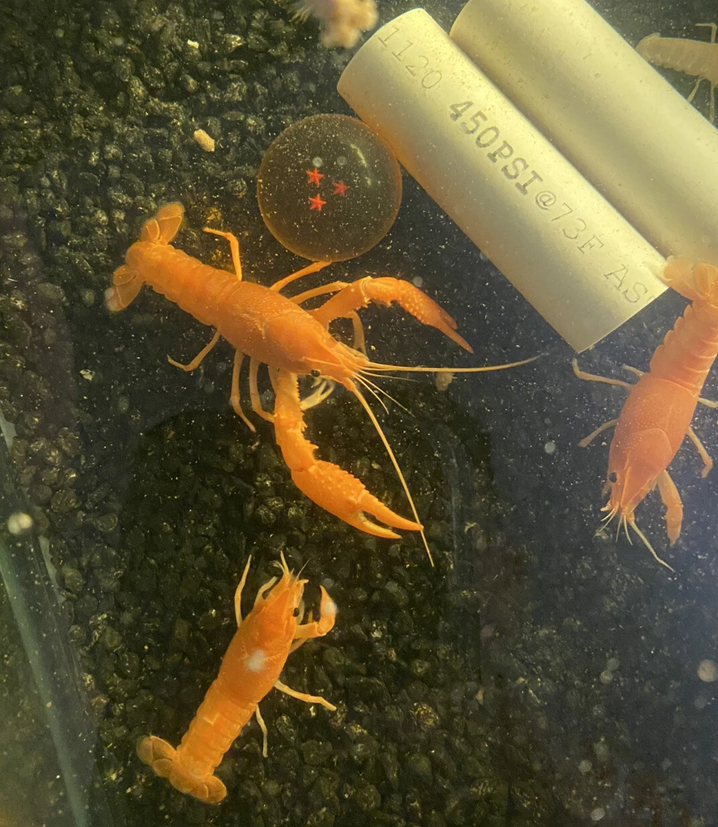 Orange Crayfish