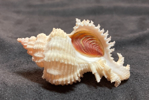 MURICIDAE Murex Hexaplex CONATUS 54.80 mm Esperance, Australia - w ...