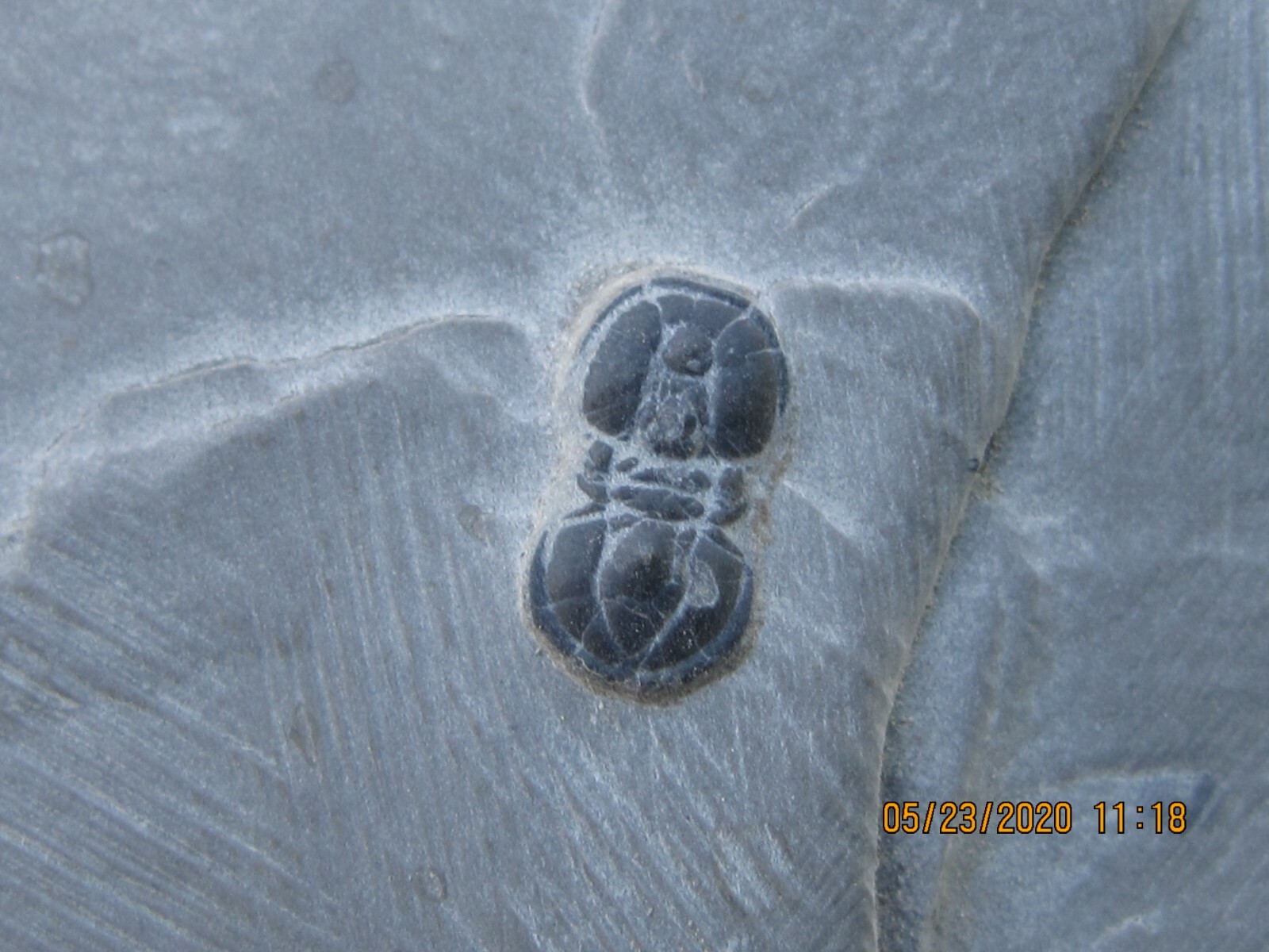 PERONOPSIS TRILOBITE FOSSIL SINGLE ON MATRIX FOSSIL | eBay