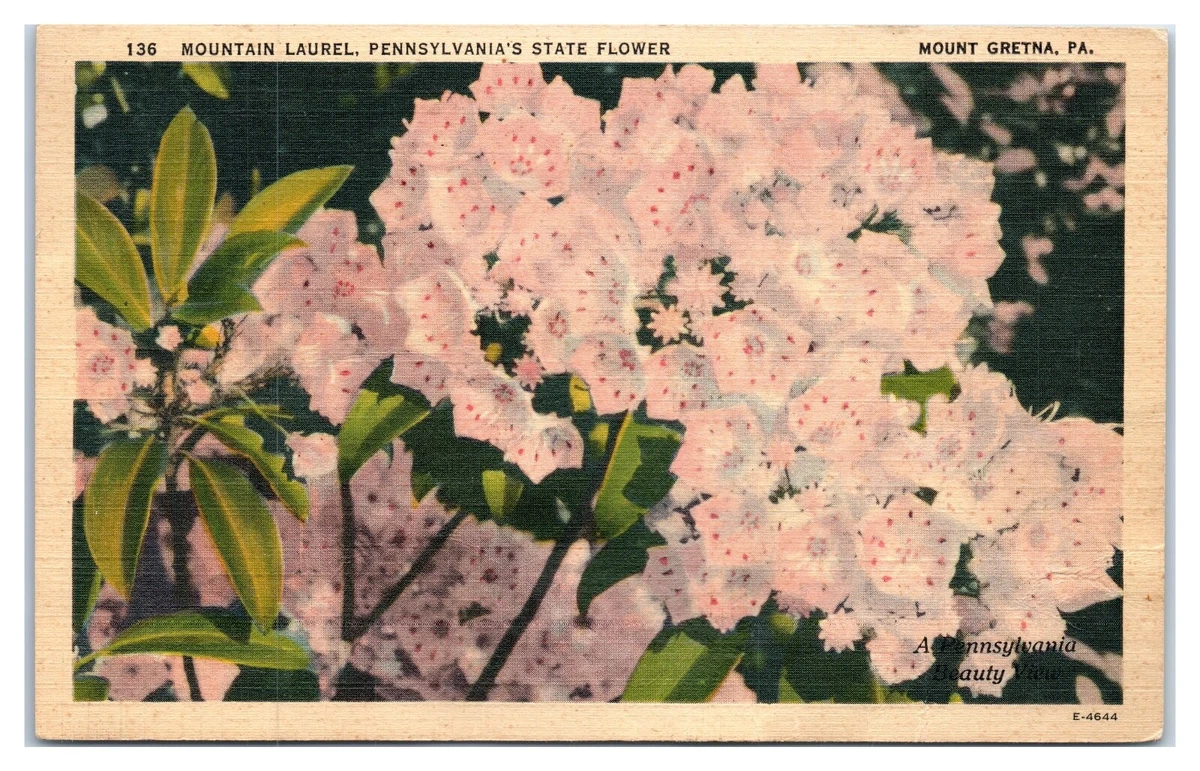 Pennsylvania State Flower Information | Best Flower Site