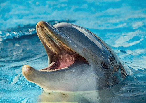 A1 | Cheeky Dolphin Poster Art Print 60 x 90cm 180gsm Aquatic Animal ...