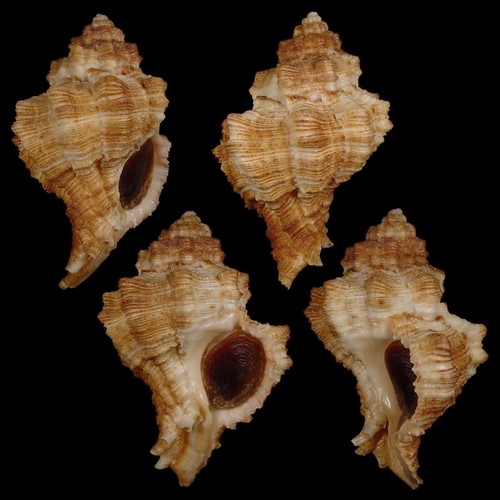 Hexaplex duplex canariensis 79mm, w/o, Canary Is. [22477] | eBay