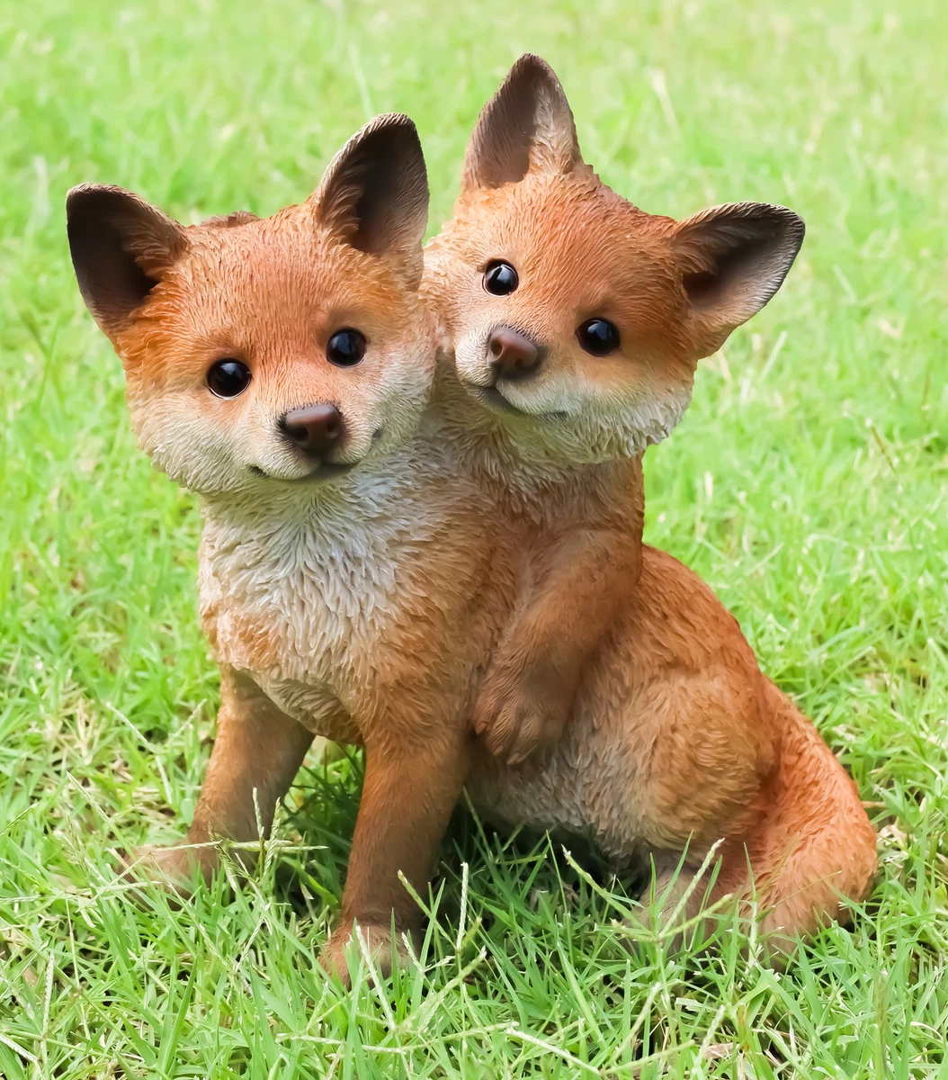 Images Of Baby Foxes