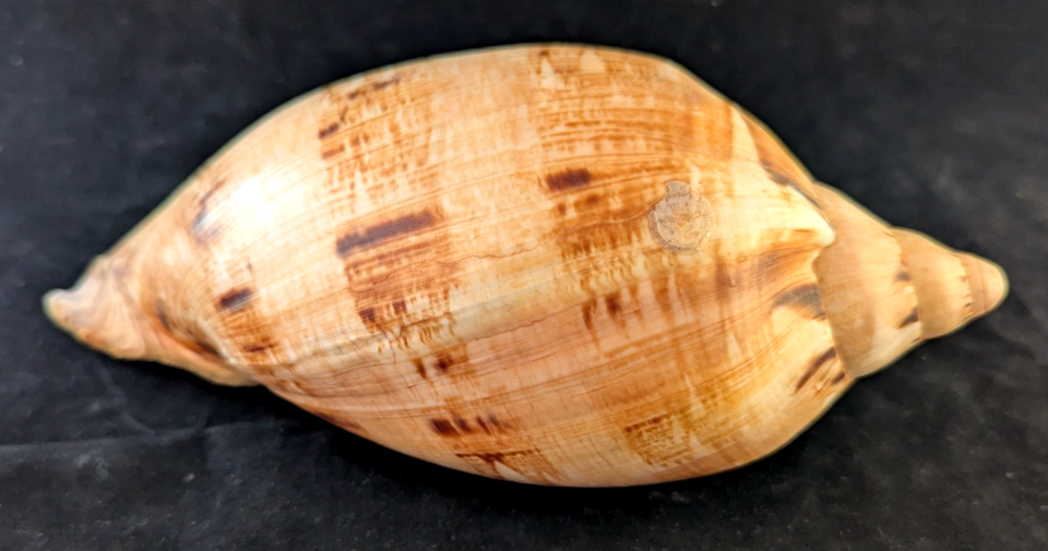 Cymbiola magnifica Volute Sea Shell 209 mm NSW Magnificent Volute | eBay