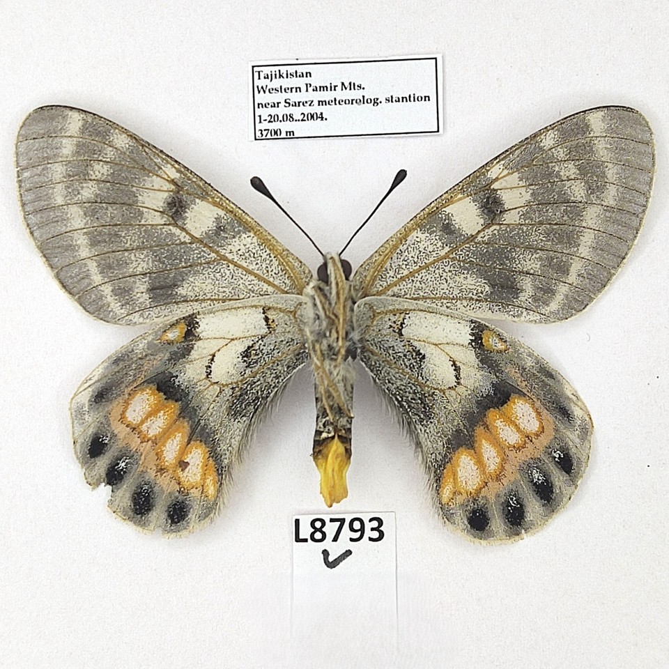 Parnassius autocrator, female, B, Tajikistan, FORM | eBay