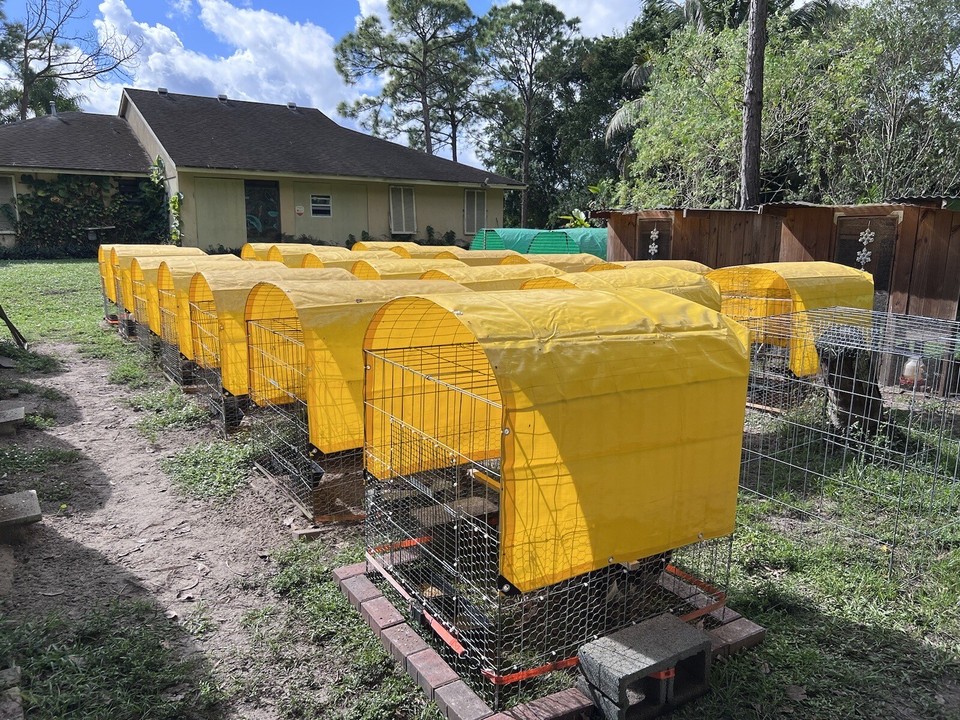 10 Tracy Pyle / Bates Spangled Hatch Poultry Chicken Gamefowl Hatching ...