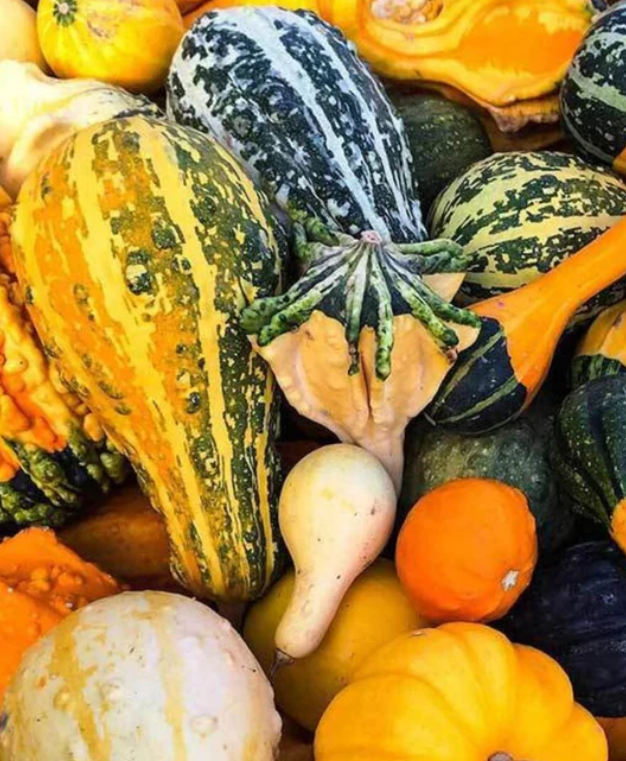 Gourd LARGE GOURD MIX Decorative Fall Season Kids Arts & Crafts Non-GMO ...