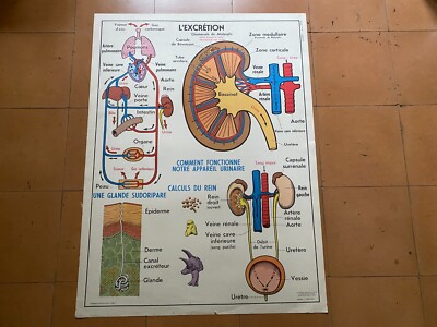 Educational Poster - French - L'EXCRETION / HYGIENE AND FIRST AID - 91 ...