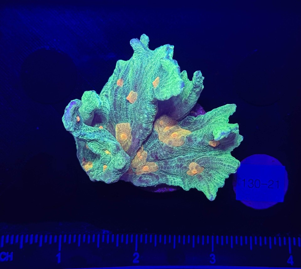 WYSIWYG Space Invader Pectinia – Live LPS Coral Frag for Reef Aquarium ...
