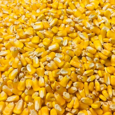 Premium Whole Kernel Corn Animal Wildlife Feed | eBay