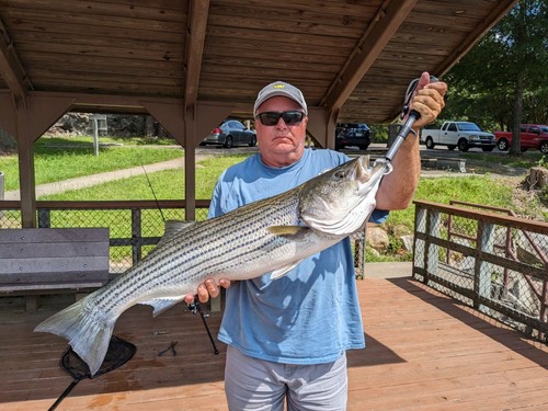 2 Shimano Scimitar 9 ft Spinning Rods-Salmon/Steelhead for sale online ...