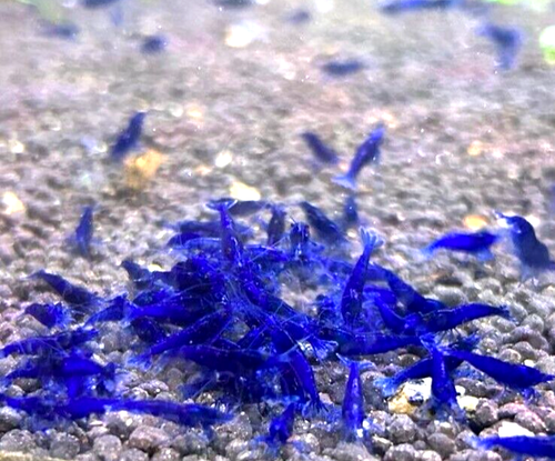 RARE 30+5 Ocean Blue Freshwater Neocaridina Aquarium Shrimp Live ...
