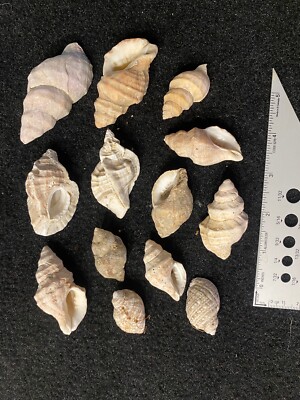 Vintage Estate Large Sea Shells Lot Various Sizes And Shells Beautiful ...