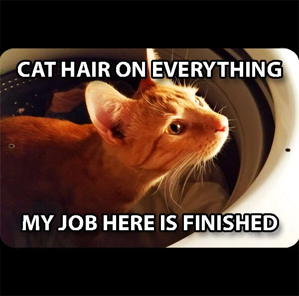 New Job Cat Meme