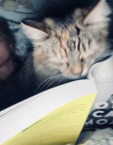 Total Cat Mojo : The Ultimate Guide to Life with Your Cat by Jackson ...