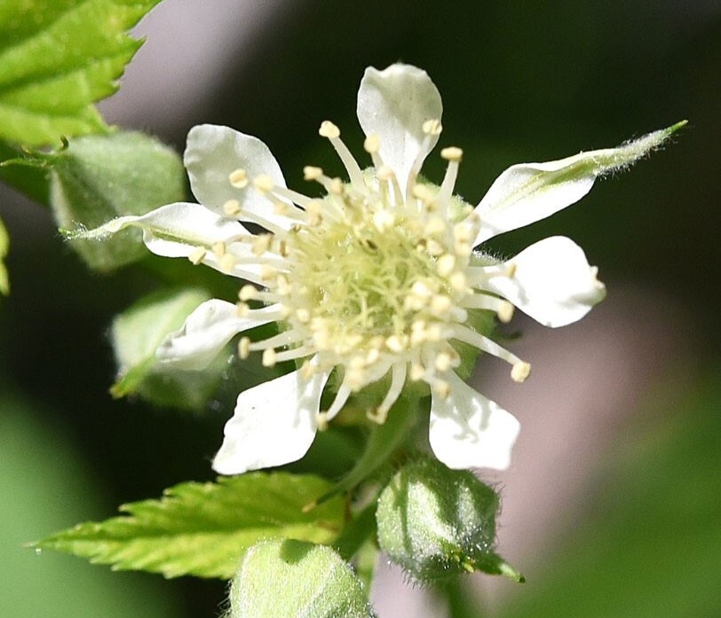 Rubus leucodermis | Black Raspberry | 20_Seeds | eBay