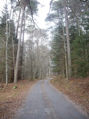 Photo 6x4 Driveway from Woodend House Bridge of Canny c2009 | eBay UK