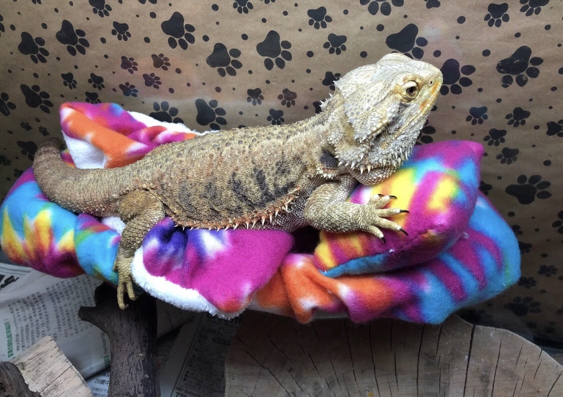 TYE DYE PRINT LARGE ATTACHABLE RESTING BED SET SOFT COVER 4 BEARDED ...