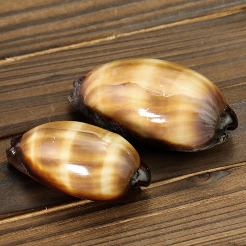 Vintage Vibes! 2pcs Authentic Conch Shells for Hermit Crab Homes Decor ...