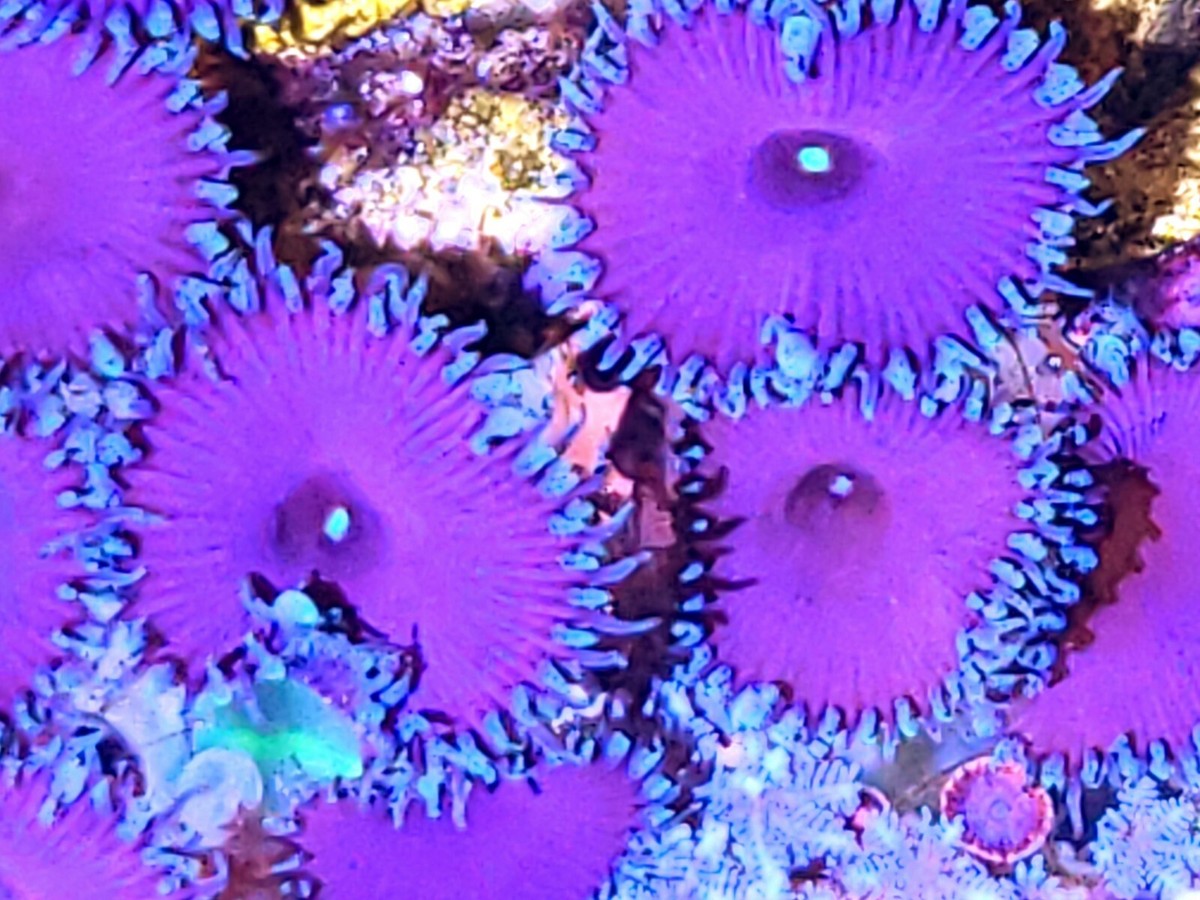 Zoanthids Zoanthids For Sale Zoanthid Frag Tank Ultra Caribbean Zoa