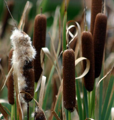 Common Bullrush - Greater Reed Mace - Typha latifolia - 150 Seeds | eBay UK