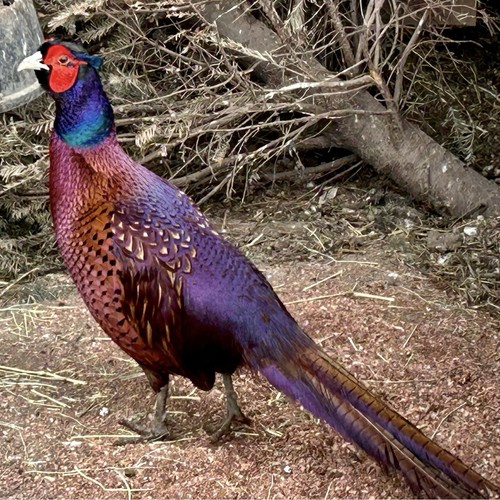12 + 1 Talisch Pheasant Eggs - PRESALE Read ALL the Description before ...