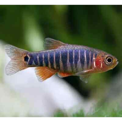 5+1 Emerald Dwarf Rasboras USA BRED! Dwarf Rasbora Nano Fish HIGH ...