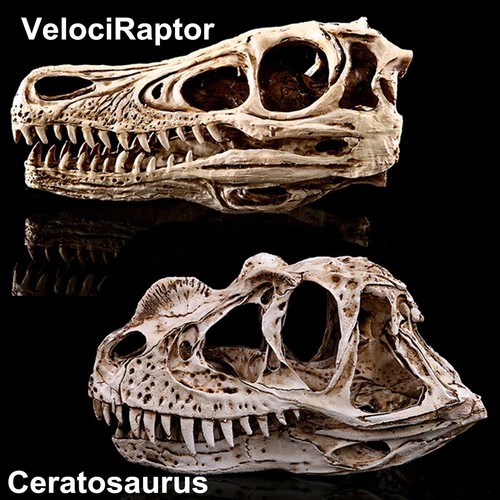 Velociraptor Ceratosaurus Skull Model Dinosaur Toy Collection Figure ...