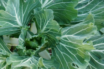 PORTUGUESE CABBAGE Couve Tronchuda 50+ seeds winter collard vegetable ...