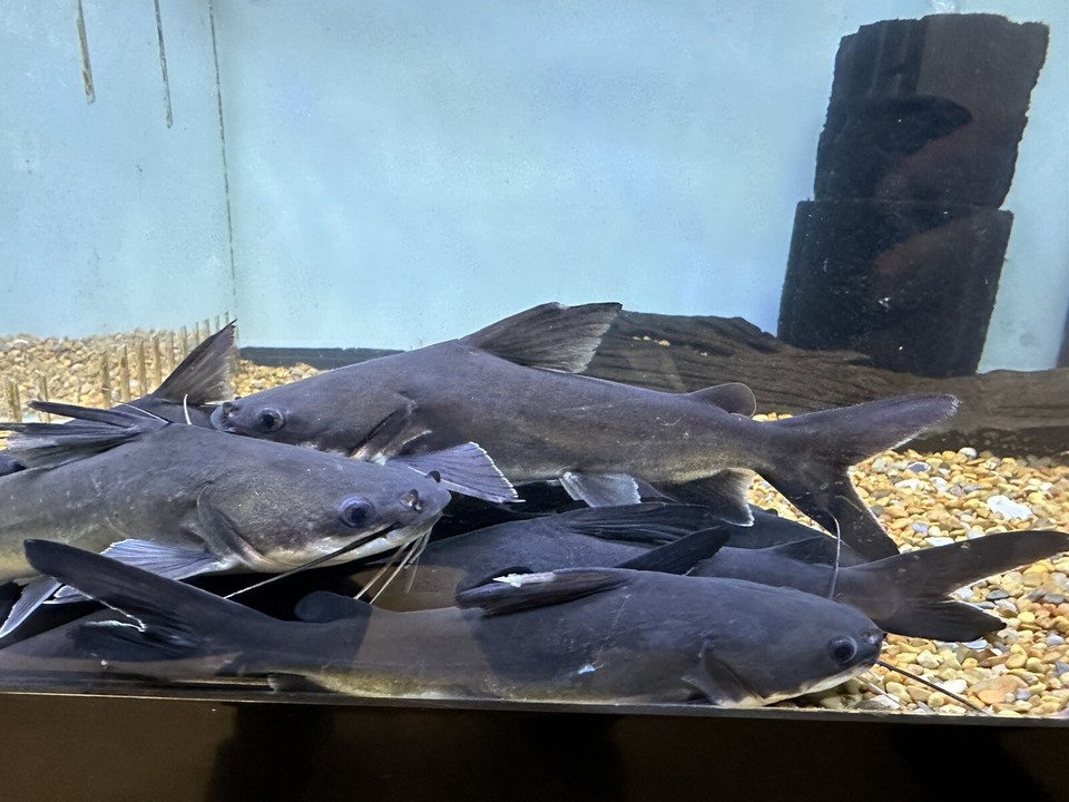 Papuan Catfish 6-7”+ -Live Tropical Freshwater Aquarium Fish | eBay