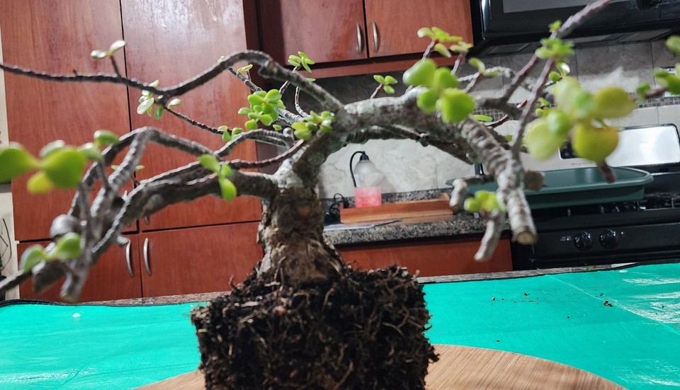 Tree Dwarf Jade Bonsai Live Portulacaria Afra Live Plant | eBay UK