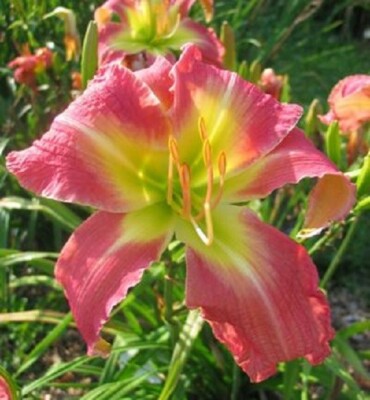 Pink Super Spider Daylilies 1 fan Return and multiply yearly World's ...