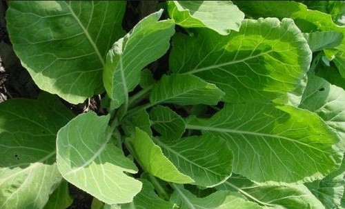 Collards, Vates Heirloom Fresh Hand-Packaged NON GMO Seeds | eBay