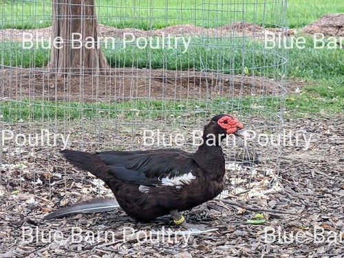 6 Muscovy Duck Blue Black Silver Chocolate White Hatching Eggs Show ...