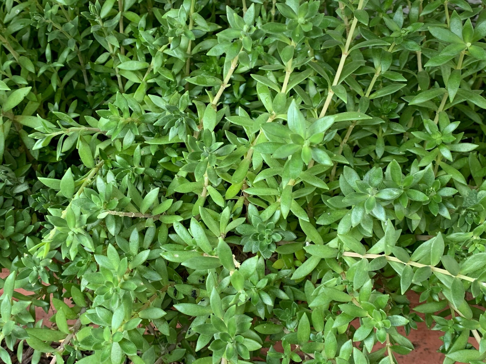Sedum Sarmentosum, Fast Growing, Creeping, Perennial Edible, Live ...