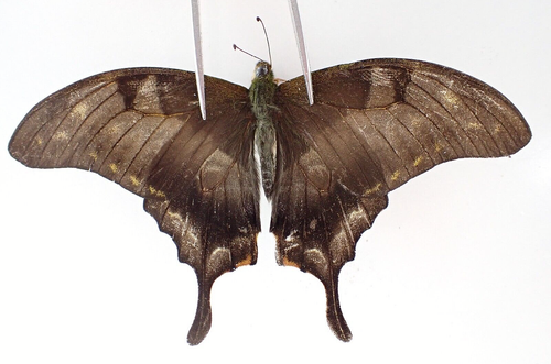PA11693. Unmounted butterflies: Papilio sp. Vietnam. Ha Giang | eBay
