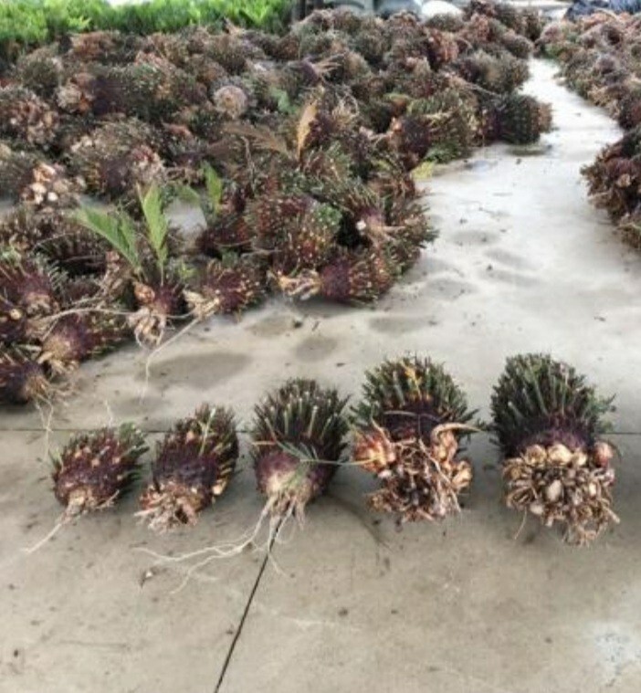 King Sago Palm Live Bare Root Plant Cycad Revoluta Large 8-10" Trunk No ...