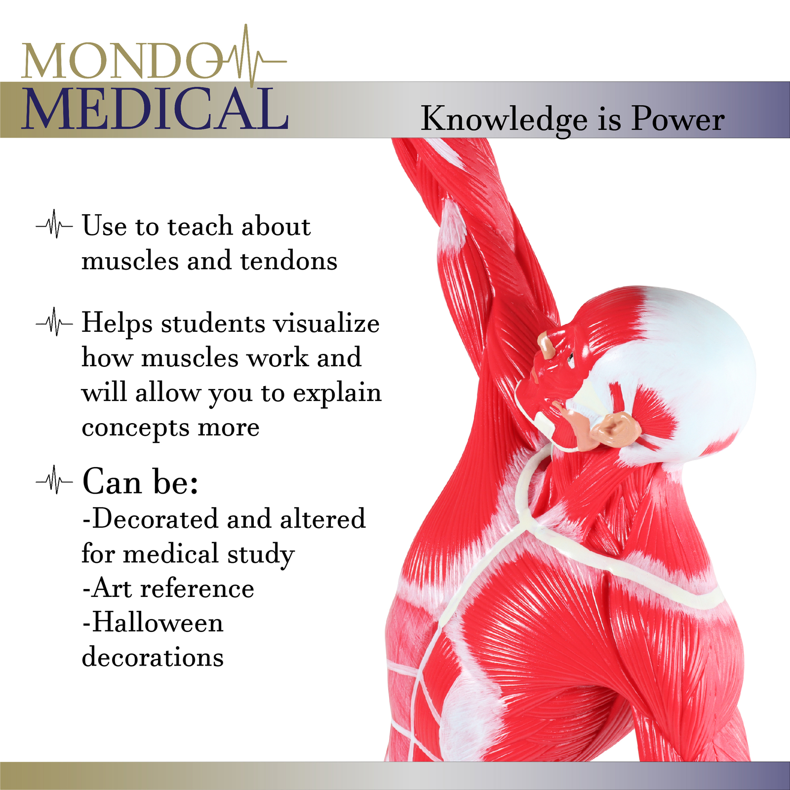 MonMed | Human Muscle Model – 20” Inch Mini Muscle Figure Muscular ...