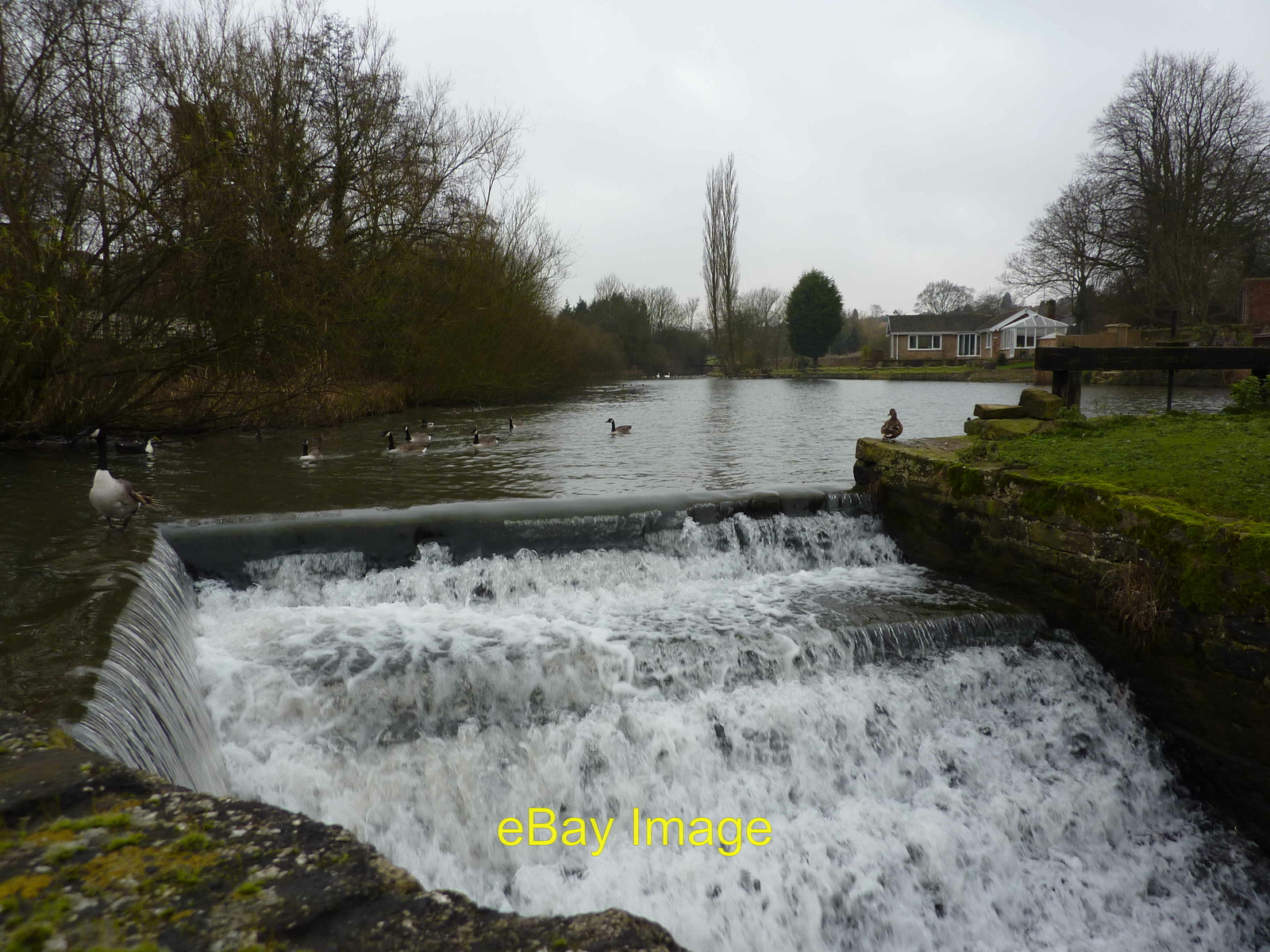 Photo 12x8 Bird-life on Pleasley Mill Pond The slipway can also be seen ...