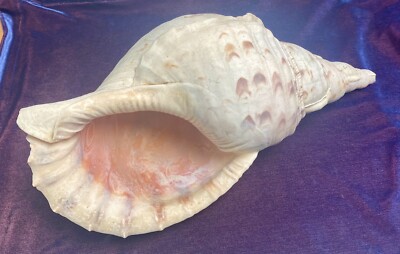 LARGE Pacific TRUMPET TRITON Conch Sea Shell 12.5” Charonia Tritonis ...