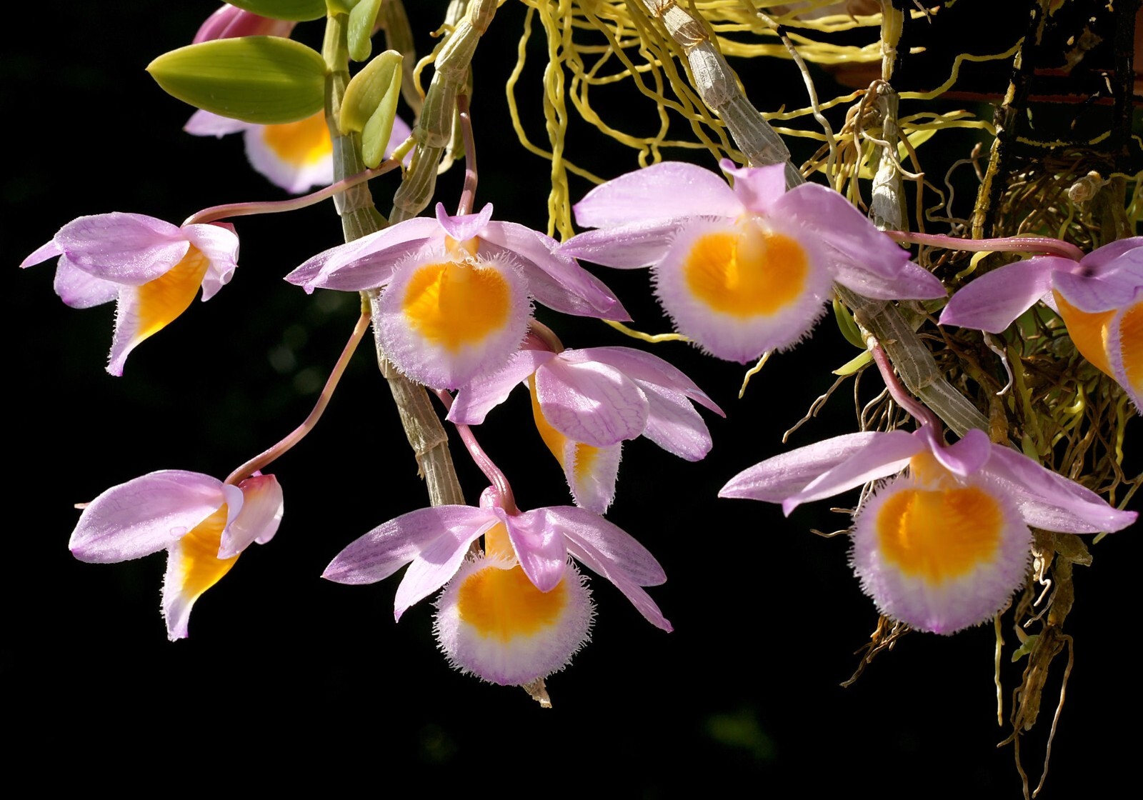 Dendrobium orchid care >> Orchids-care.info