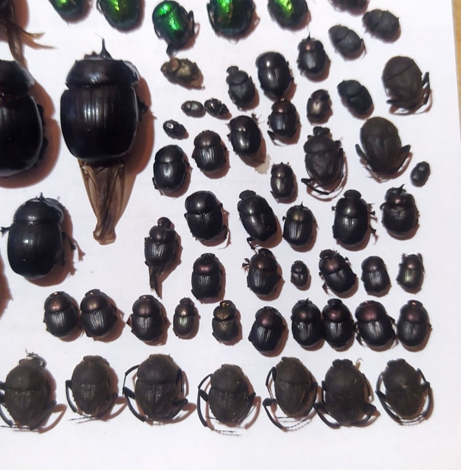 Coleoptera Scarabeidae Scarabeus Copris Onthophagus Aphodius Garreta ...