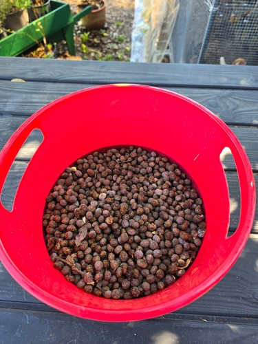 5lbs Rabbit Poop Cage-Free Organic Fertilizer Manure Poo | eBay